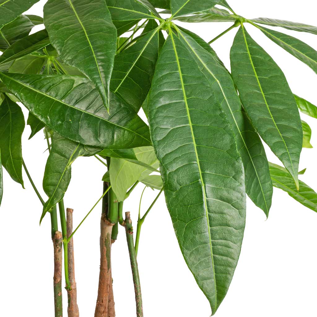 Pachira aquatica - Multi Stem - Money Tree - Indoor Trees | Hortology ...