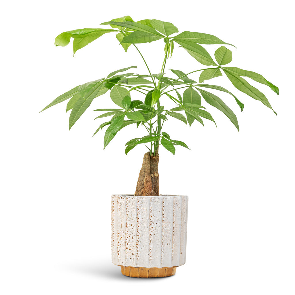 Pachira aquatica - Thick Trunk - Money Tree - Indoor Trees | Hortology ...