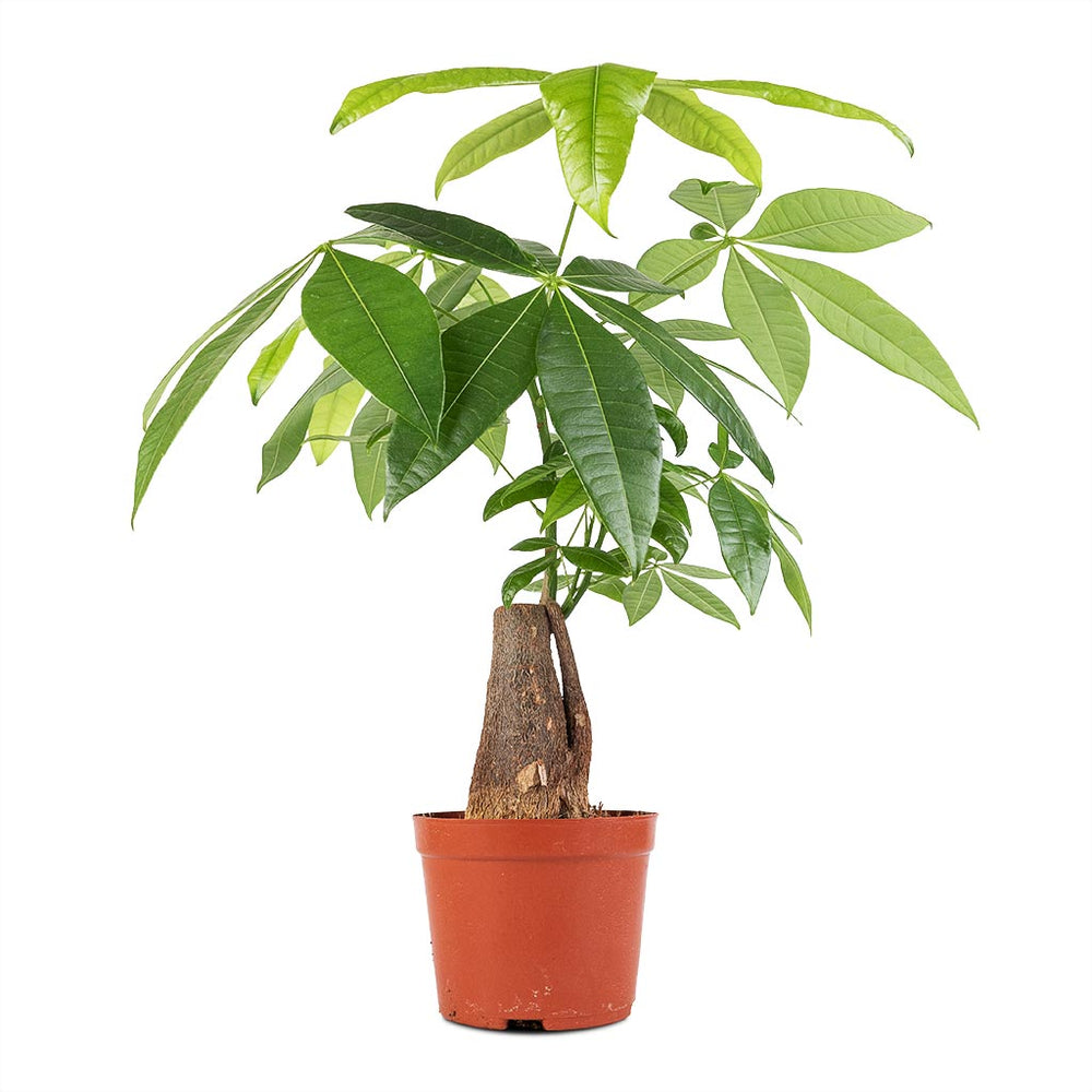 Pachira aquatica - Thick Trunk - Money Tree - Indoor Trees | Hortology ...