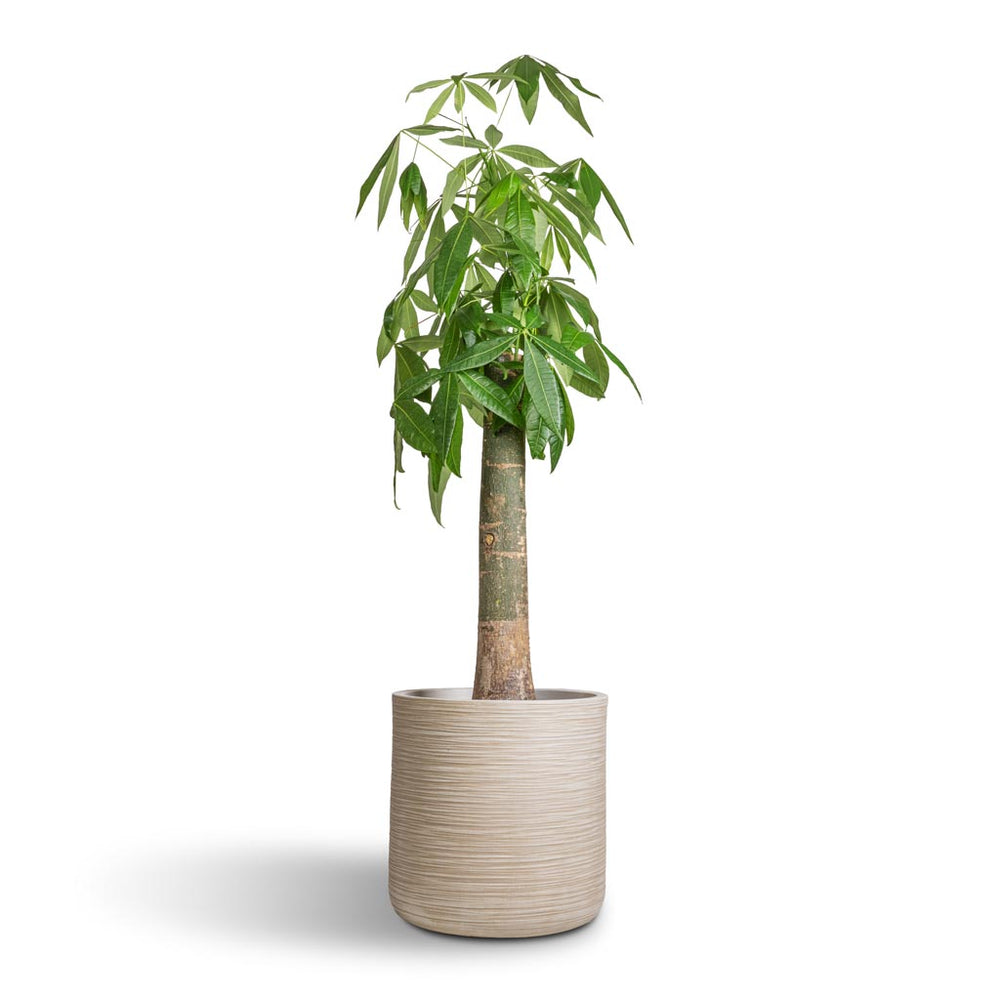Pachira aquatica - Thick Trunk - Money Tree - Indoor Trees | Hortology ...