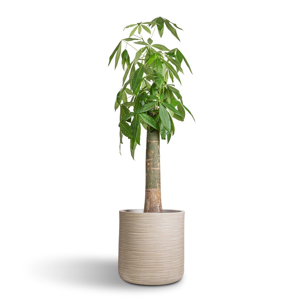 Pachira aquatica Thick Trunk Money Tree 12 x 40cm