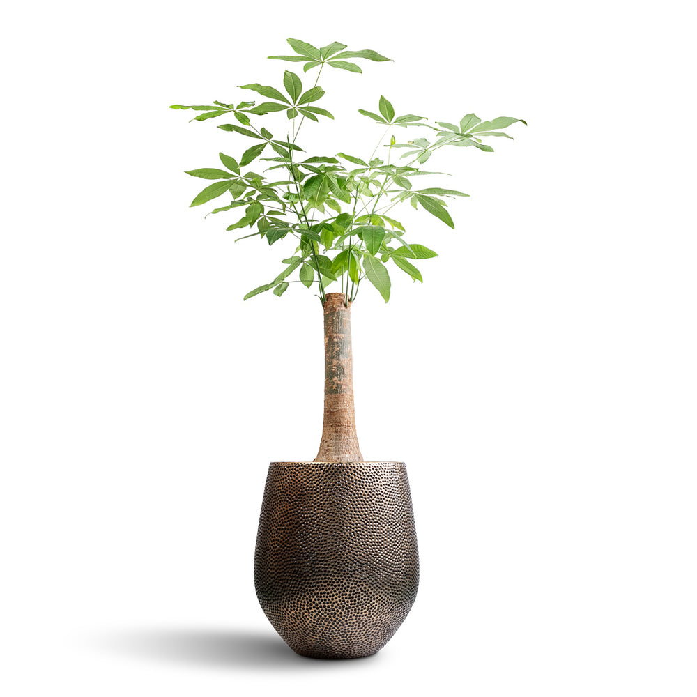 Pachira aquatica - Thick Trunk - Money Tree - Indoor Trees | Hortology ...