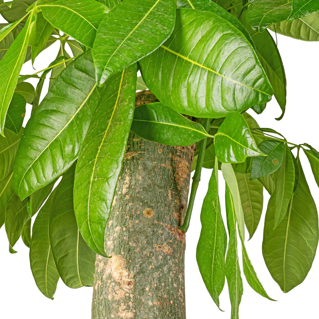 Pachira aquatica - Thick Trunk - Money Tree - Indoor Trees | Hortology ...