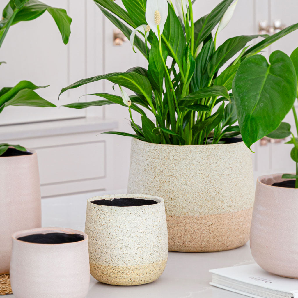 Celeste Plant Pot - Cream - Quality Ceramic Plant Pots | HORTOLOGY