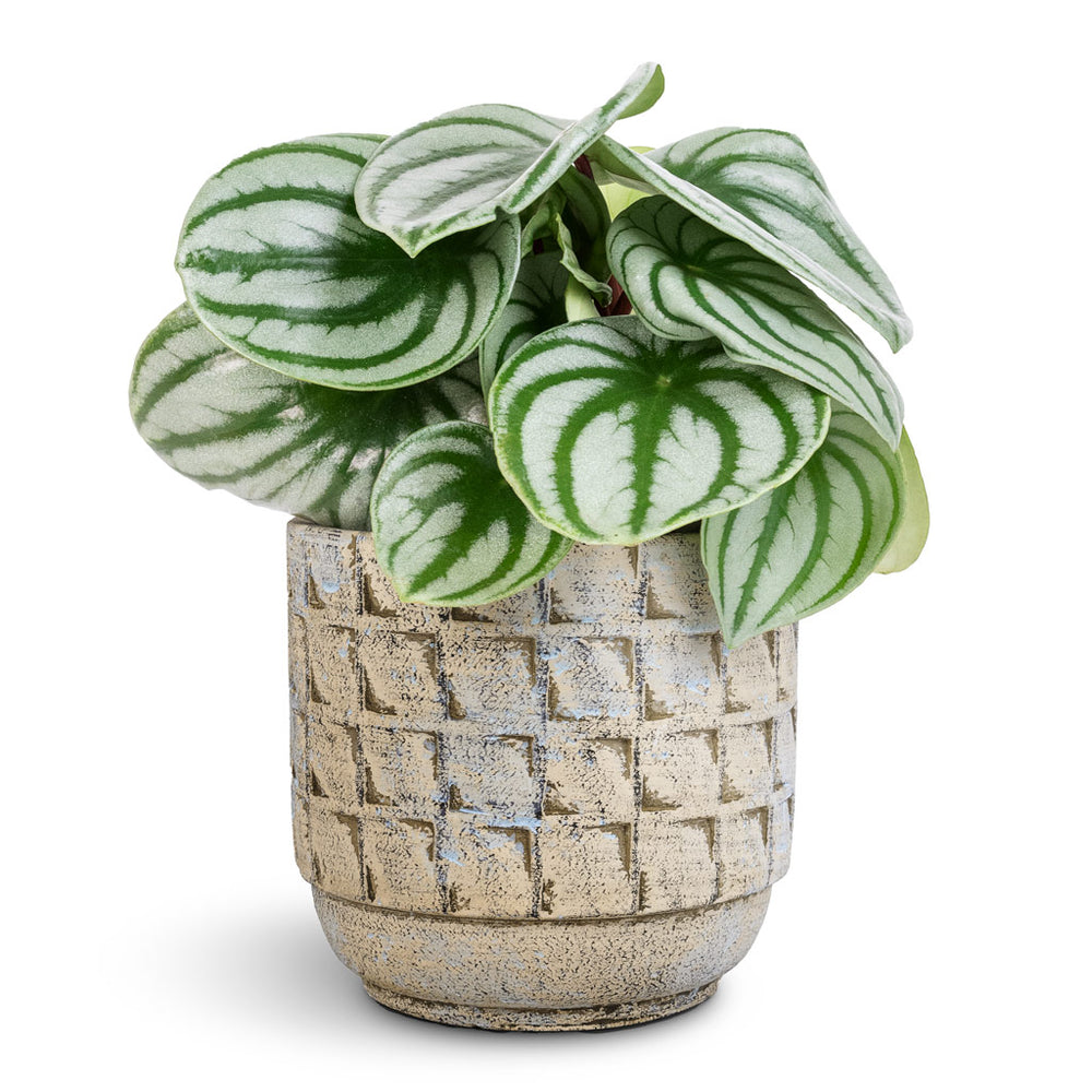 Jim Plant Pot - Shell - Quality Indoor Plant Pots | Hortology