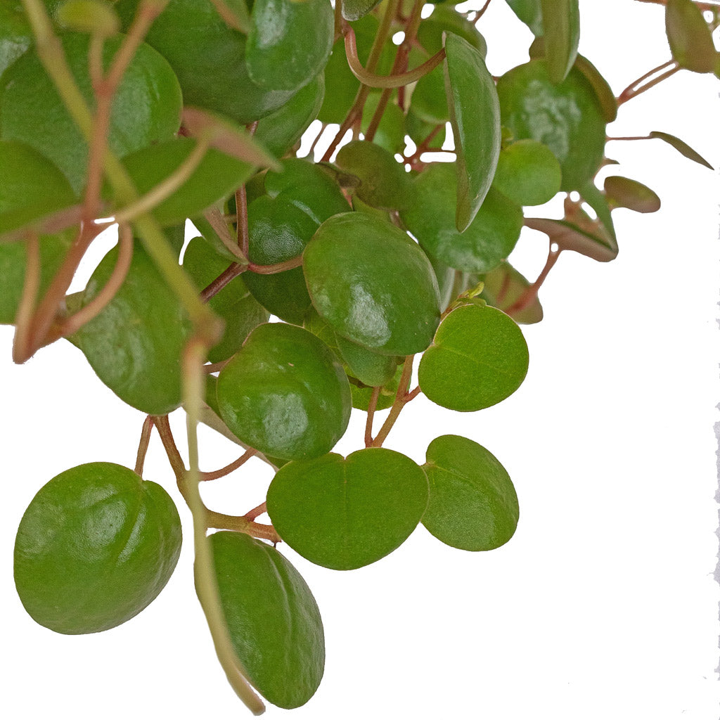 Peperomia prostrata Pepperspot - String of Coins Plant | Hortology ...