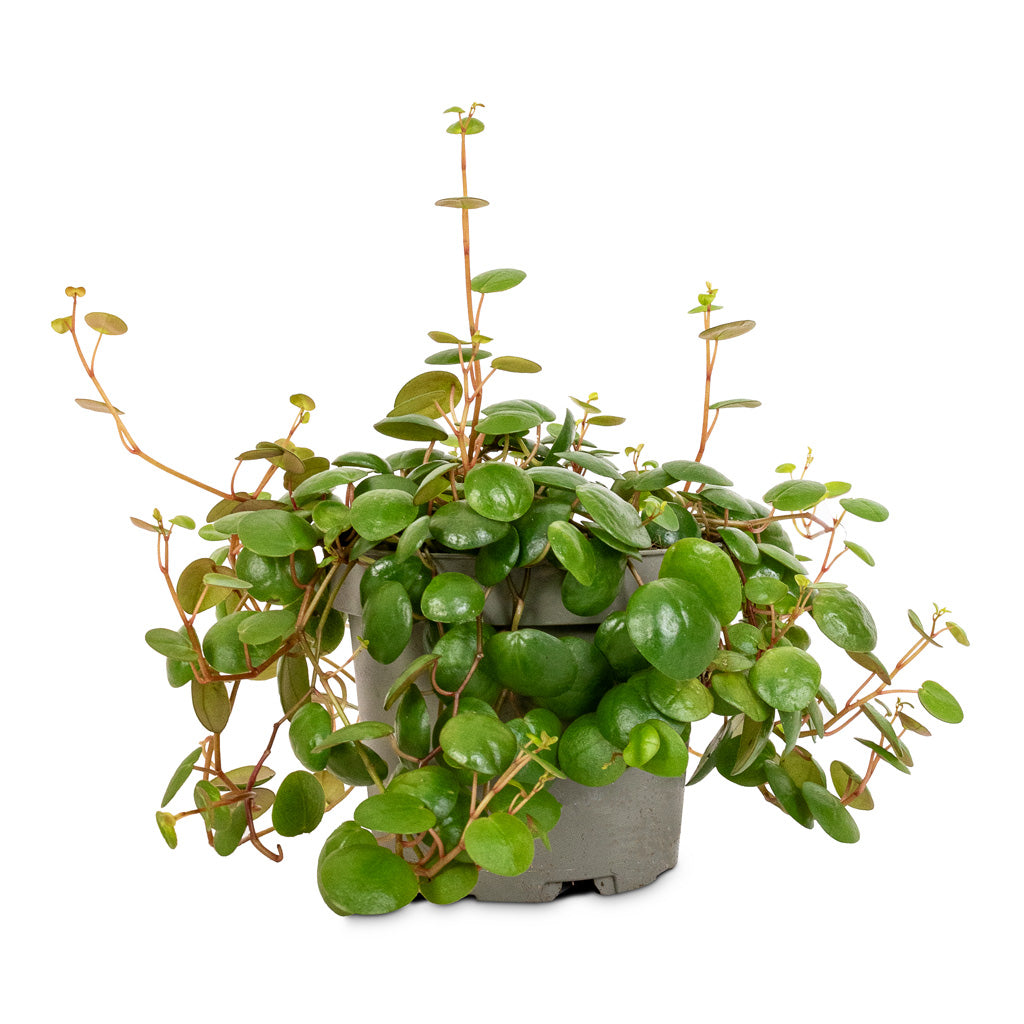 Peperomia prostrata Pepperspot - String of Coins Plant | Hortology ...