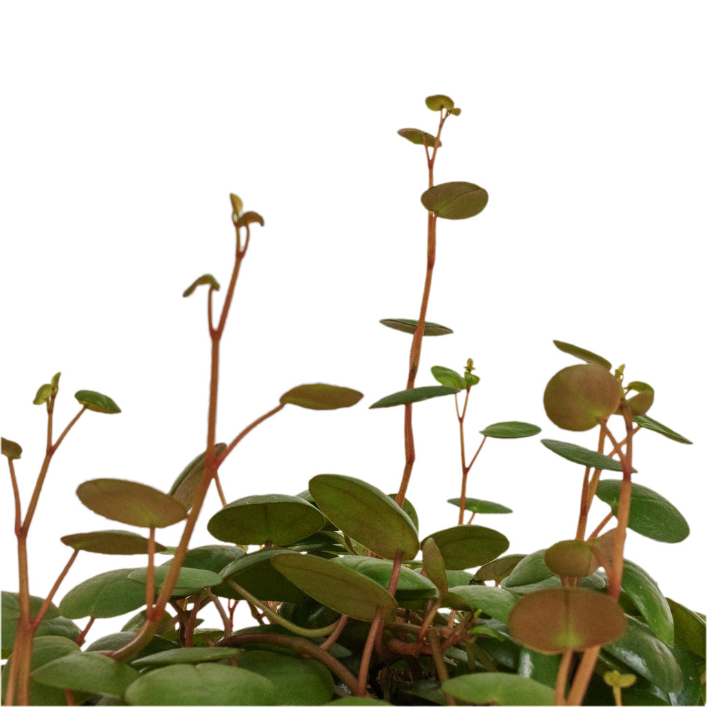 Peperomia prostrata Pepperspot - String of Coins Plant | Hortology ...