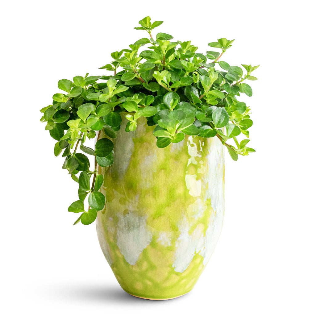 Peperomia rotundifolia - Trailing Jade Houseplant | Hortology - HORTOLOGY