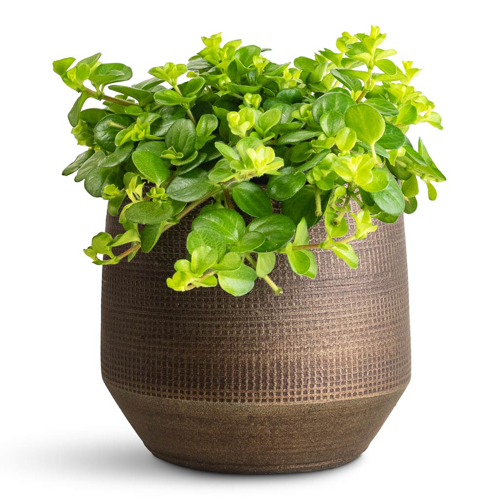 Peperomia rotundifolia - Trailing Jade Houseplant | Hortology - HORTOLOGY