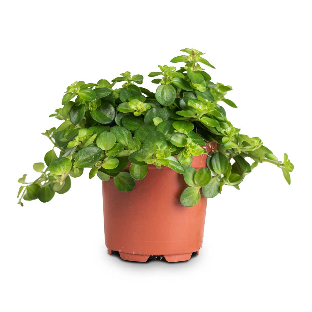 Peperomia rotundifolia - Trailing Jade Houseplant | Hortology - HORTOLOGY