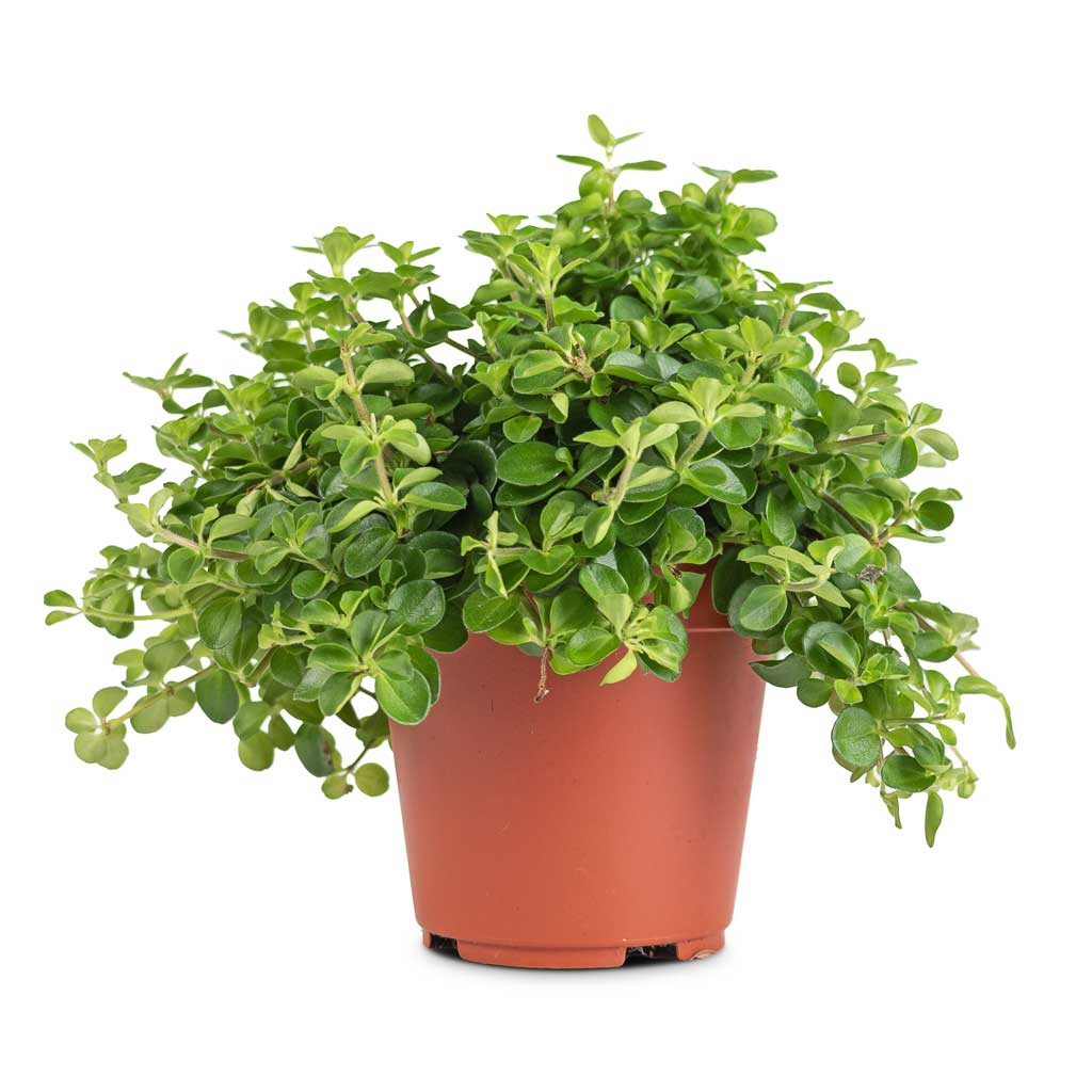Peperomia rotundifolia - Trailing Jade Houseplant | Hortology - HORTOLOGY