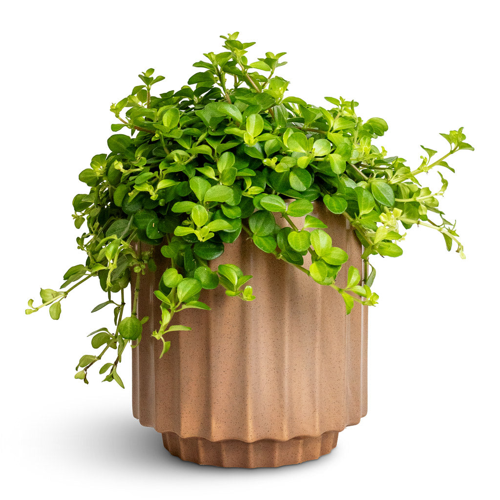 Peperomia rotundifolia - Trailing Jade Houseplant | Hortology - HORTOLOGY