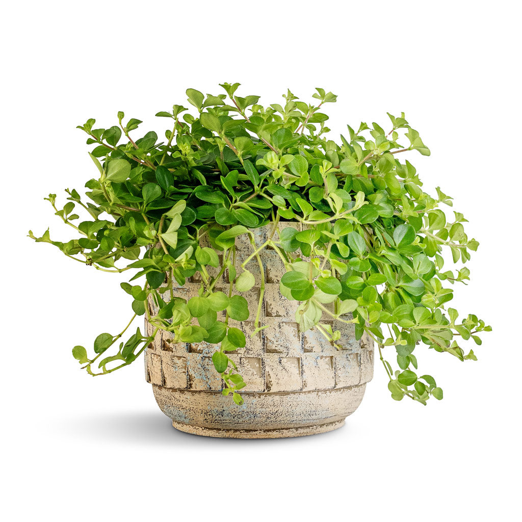 Peperomia rotundifolia - Trailing Jade Houseplant | Hortology - HORTOLOGY