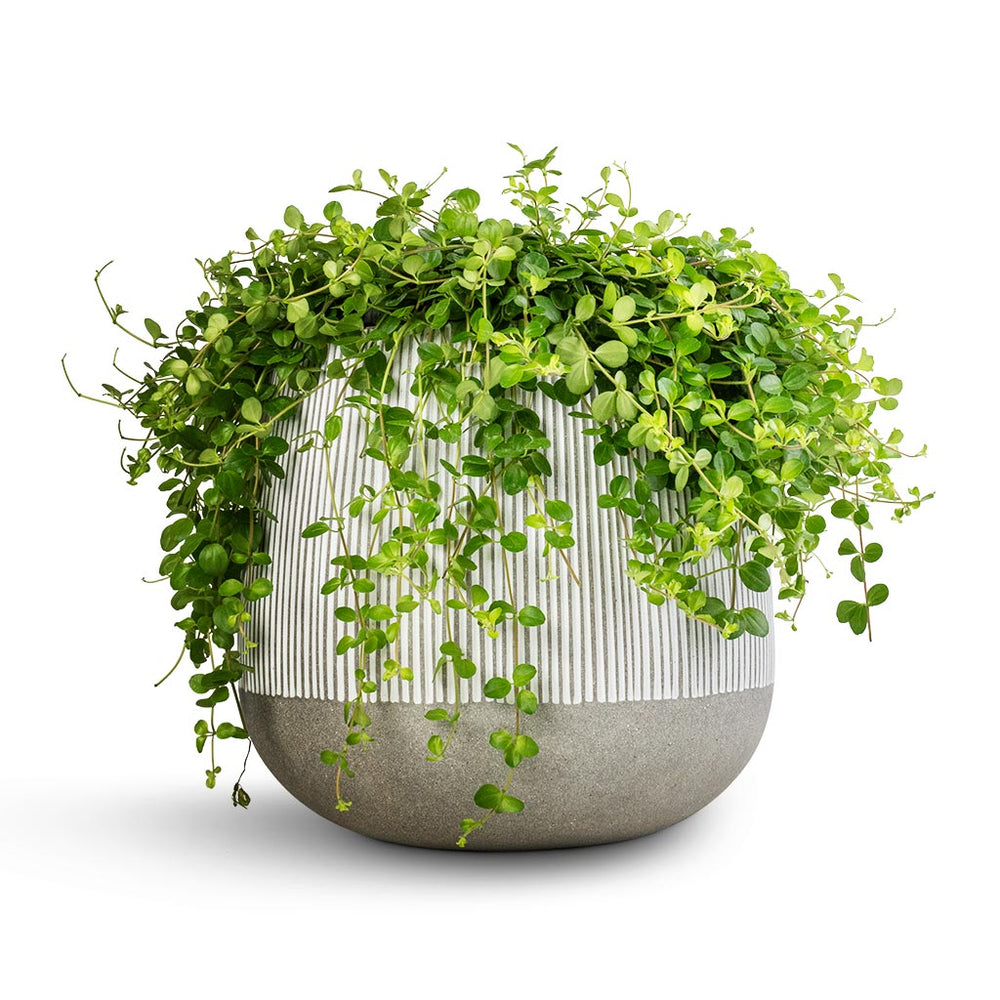 Peperomia rotundifolia - Trailing Jade Houseplant | Hortology - HORTOLOGY