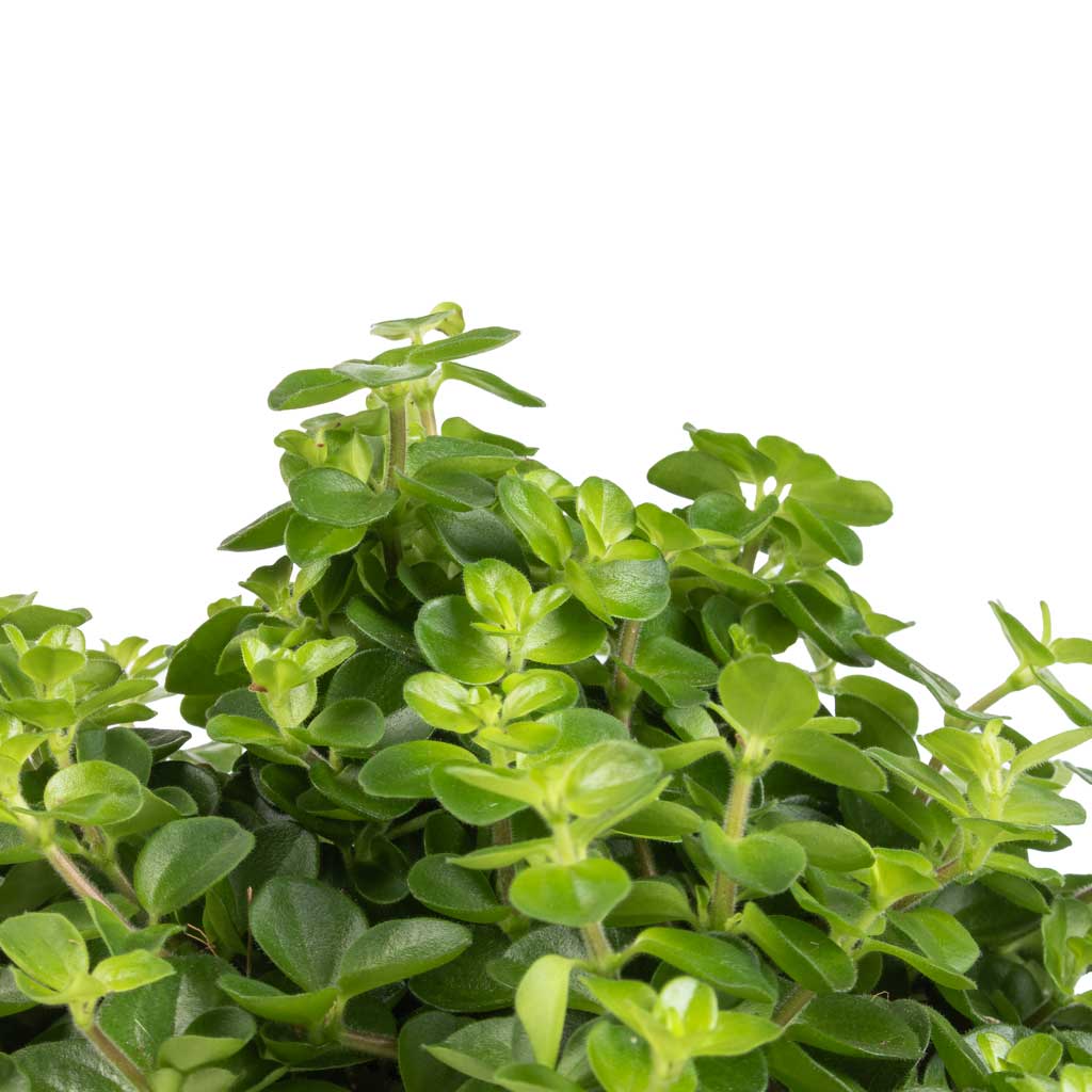 Peperomia rotundifolia - Trailing Jade Houseplant | Hortology - HORTOLOGY
