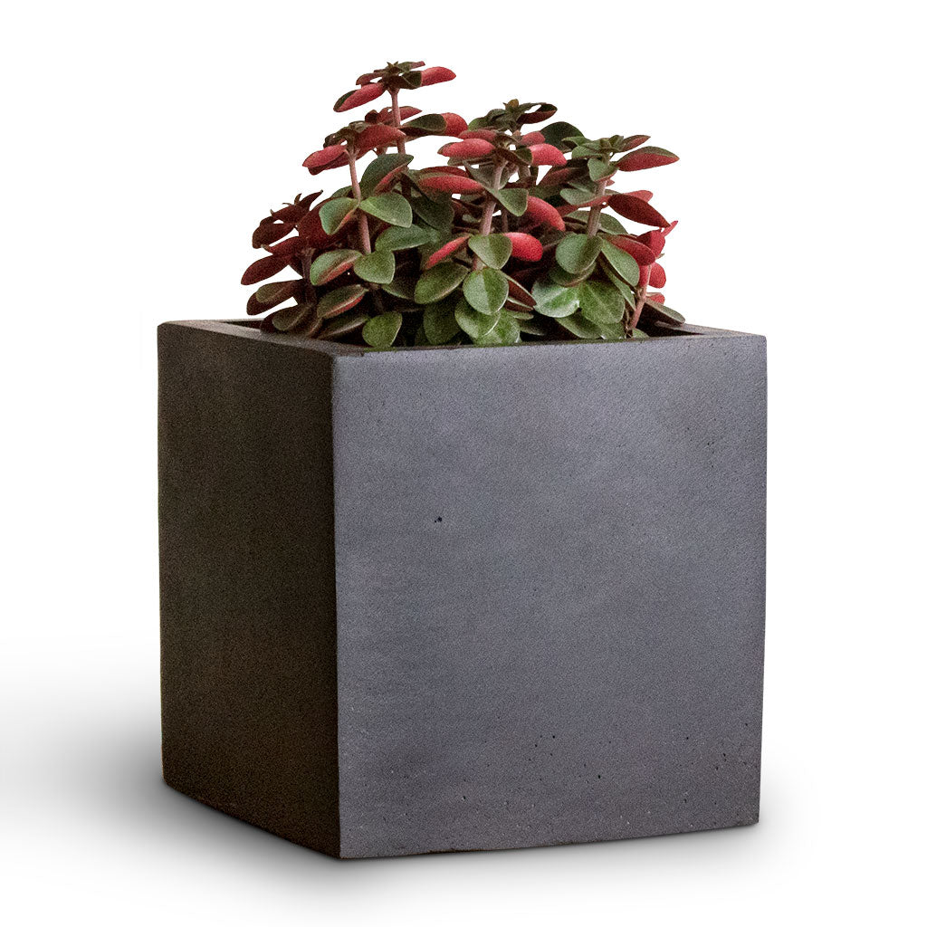 Fleur Natural Planter - Black - Quality Planters | Hortology - HORTOLOGY