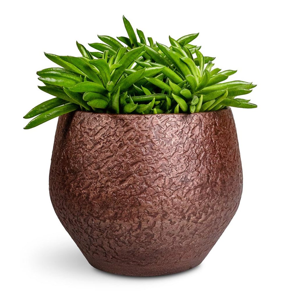 Peperomia ferreyrae Nevada - Happy Bean Houseplant | Hortology - HORTOLOGY
