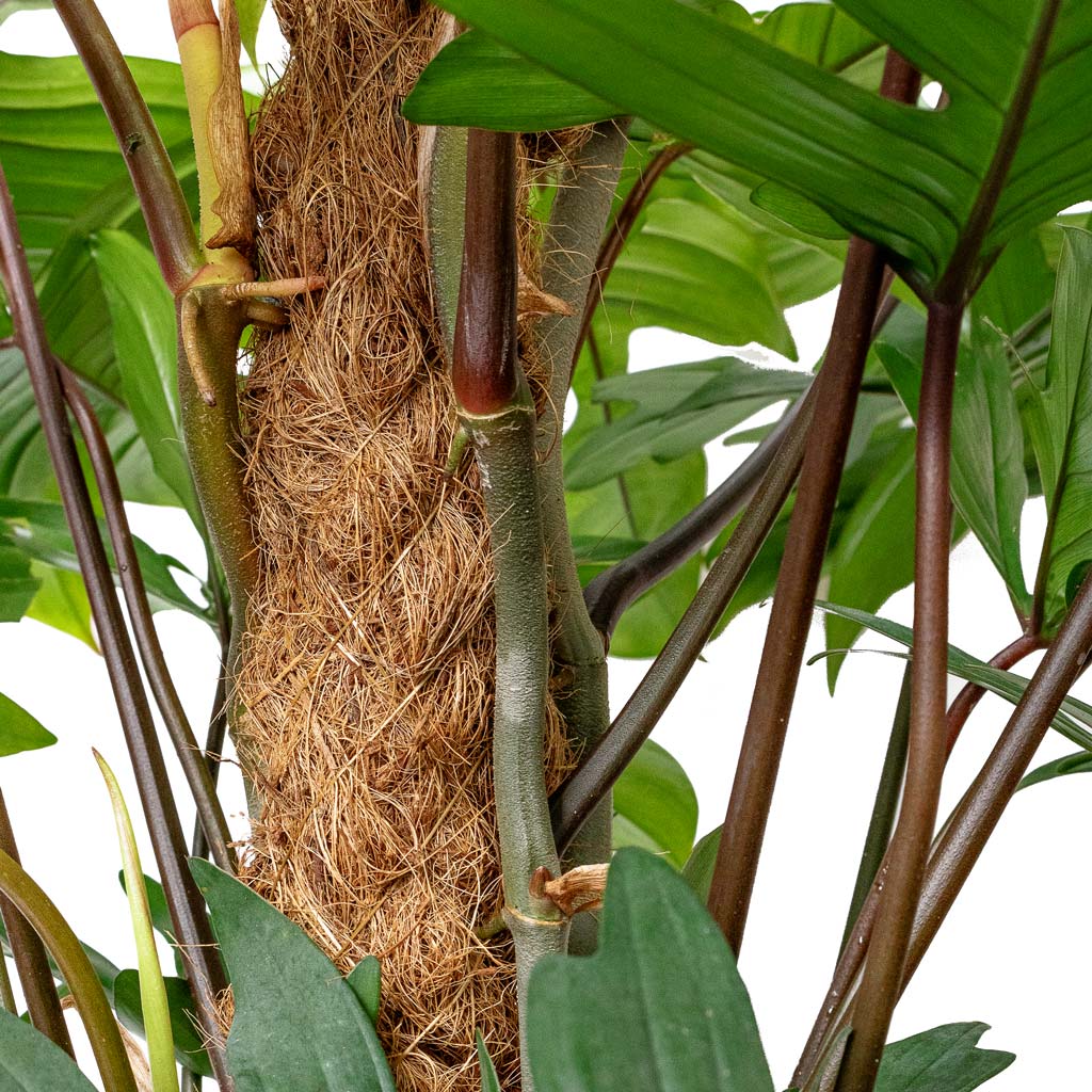 Philodendron pedatum - Oak Leaf Philodendron - Moss Pole | Hortology ...