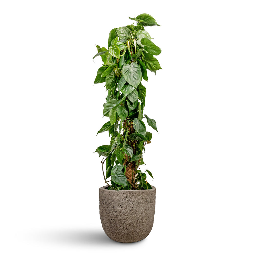 Russell Mountain Planter - Granite Grey | Hortology - HORTOLOGY