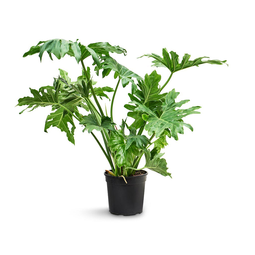 Thaumatophyllum bipinnatifidum - Tree Philodendron selloum Houseplant ...