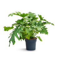 Thaumatophyllum bipinnatifidum - Tree Philodendron selloum Houseplant ...