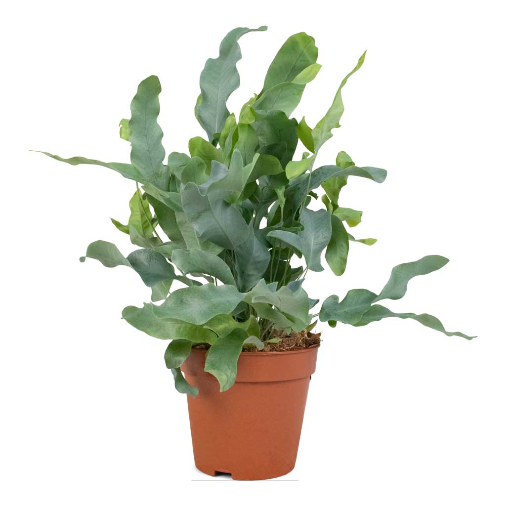 Phlebodium aureum Blue Star - Blue Star Indoor Fern | Hortology - HORTOLOGY