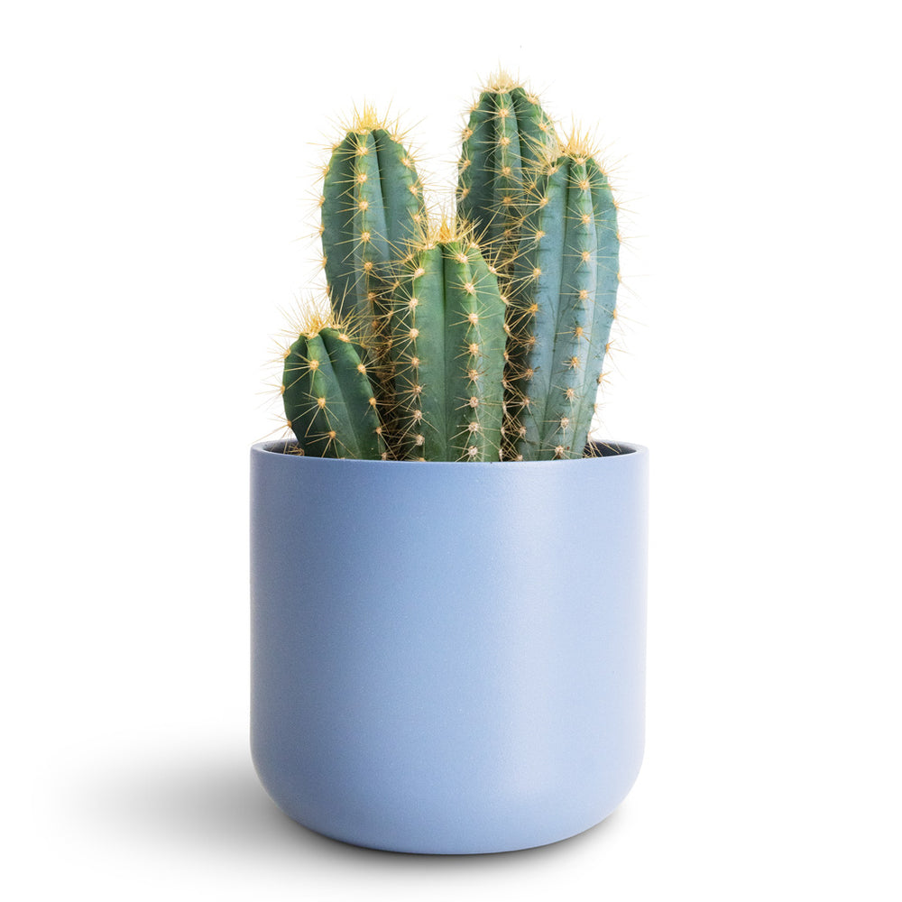 Pilocereus pachycladus azureus - Blue Columnar Cactus | Hortology ...