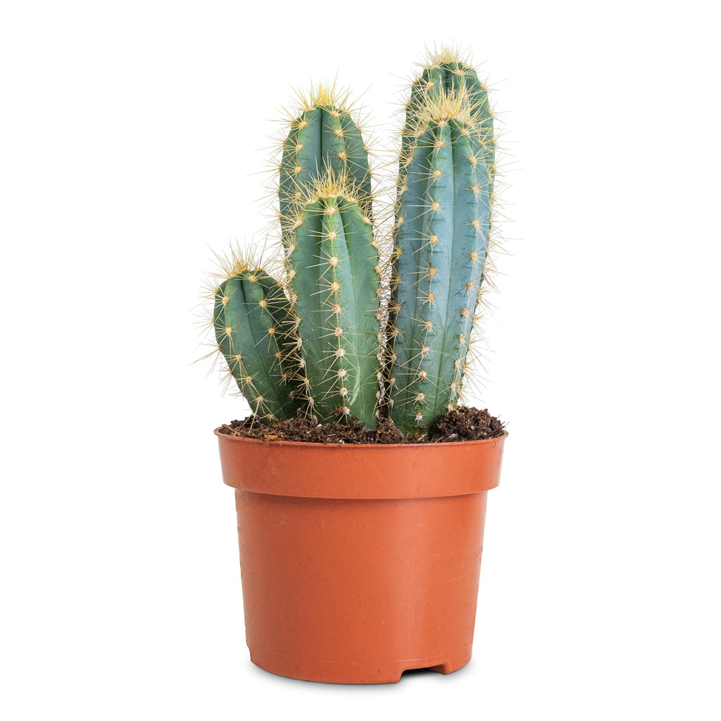 Pilocereus pachycladus azureus - Blue Columnar Cactus | Hortology ...