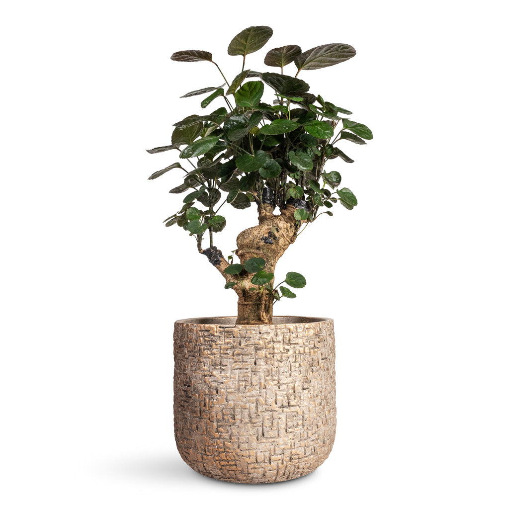 Polyscias Fabian - Aralia Fabian - Houseplants | Hortology - HORTOLOGY