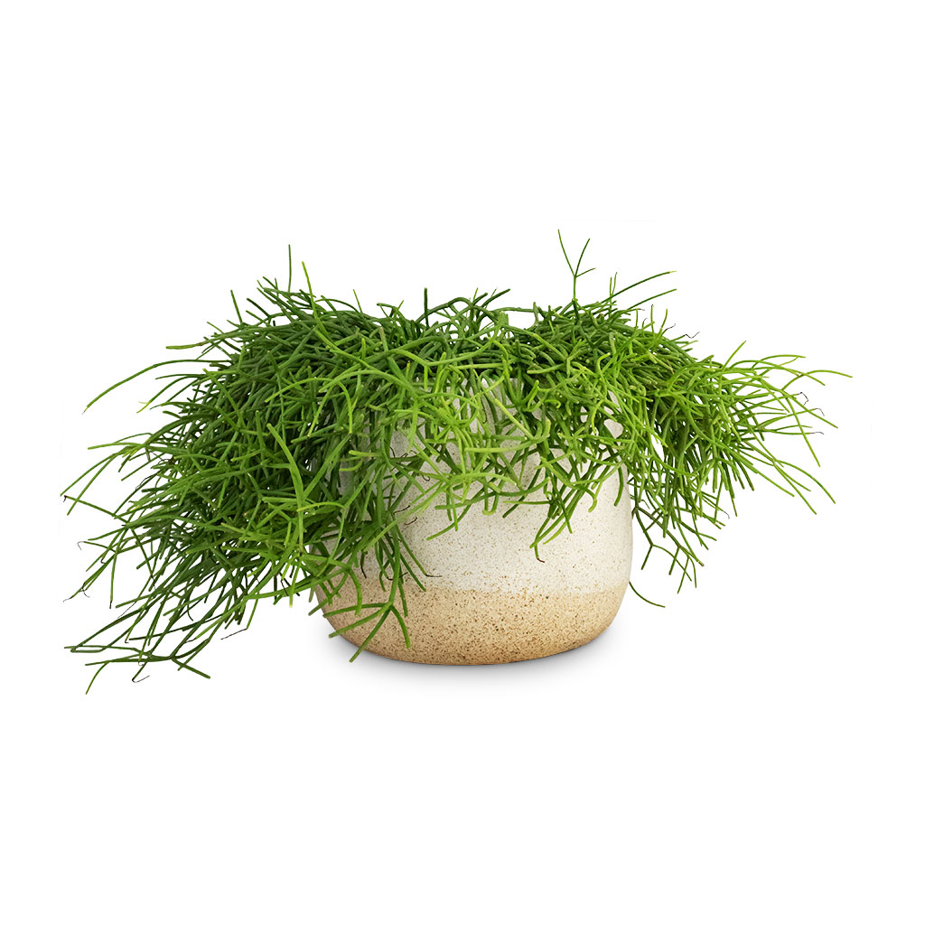 Rhipsalis heteroclada - Mistletoe Cactus - Hanging Plants | Hortology