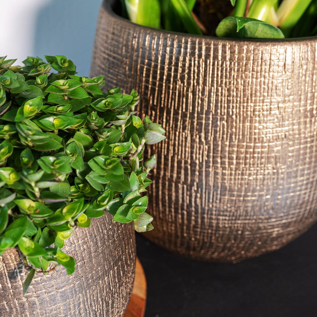 Ryan Plant Pot - Shiny Gold - Quality Plant Pots | Hortology - HORTOLOGY
