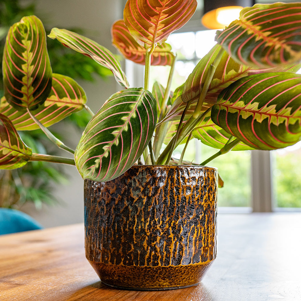 Sanna Plant Pot - Savanna - Quality Indoor Plant Pots | Hortology ...