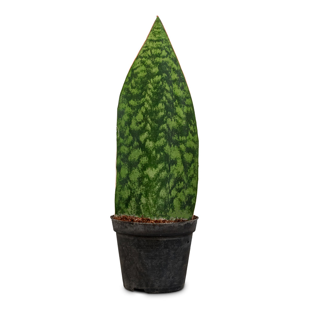 Sansevieria masoniana Victoria - Shark Fin Snake Plant | Hortology ...
