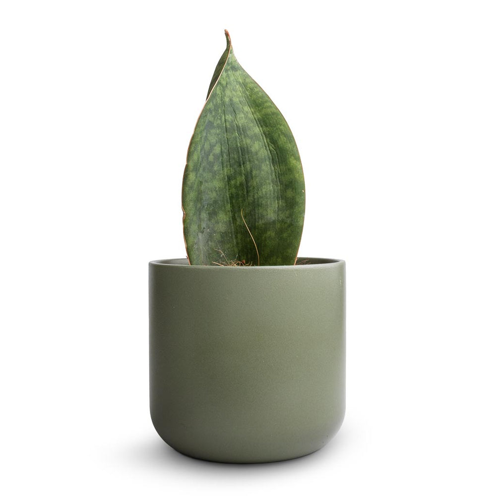 Sansevieria masoniana Victoria - Shark Fin Snake Plant | Hortology ...