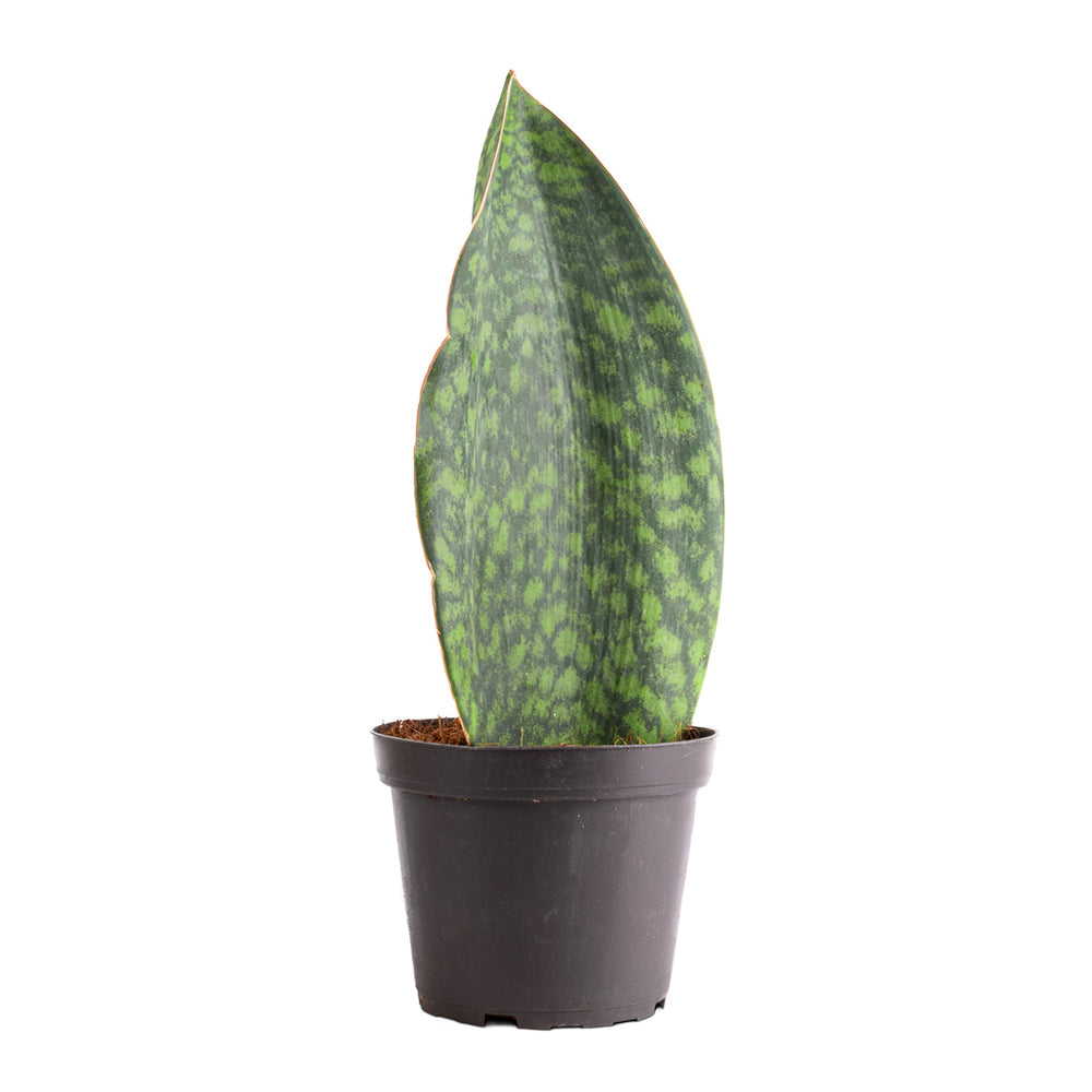 Sansevieria masoniana Victoria - Shark Fin Snake Plant | Hortology ...