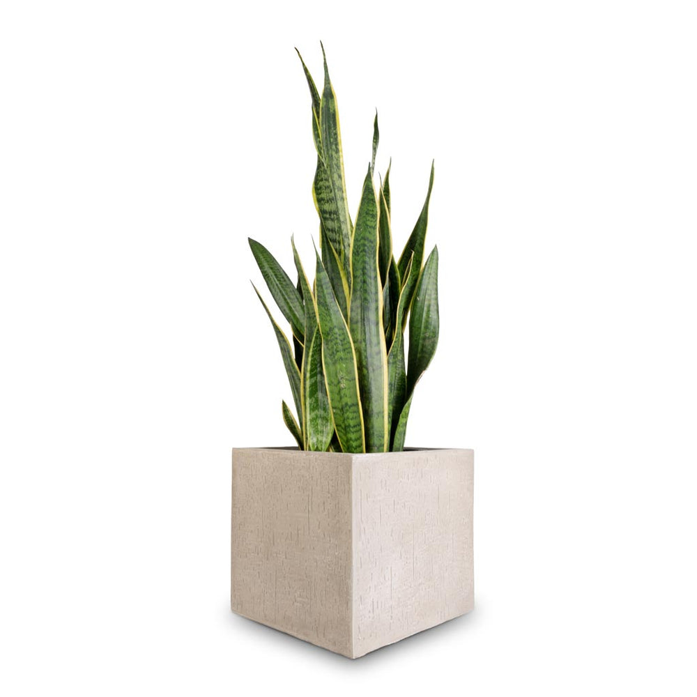 Raindrop Cube Planter - Stone - Quality Planters | Hortology - HORTOLOGY