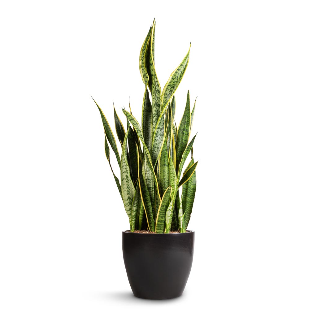 Sven Plant Pot - Black - Quality Indoor Plant Pots | Hortology