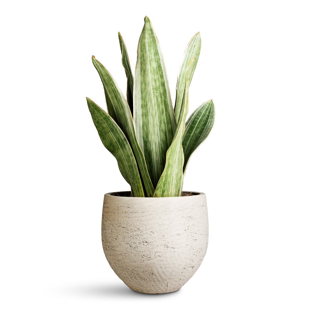 Mini Orb Plant Pot - Grey Washed - Quality Plant Pots | Hortology ...