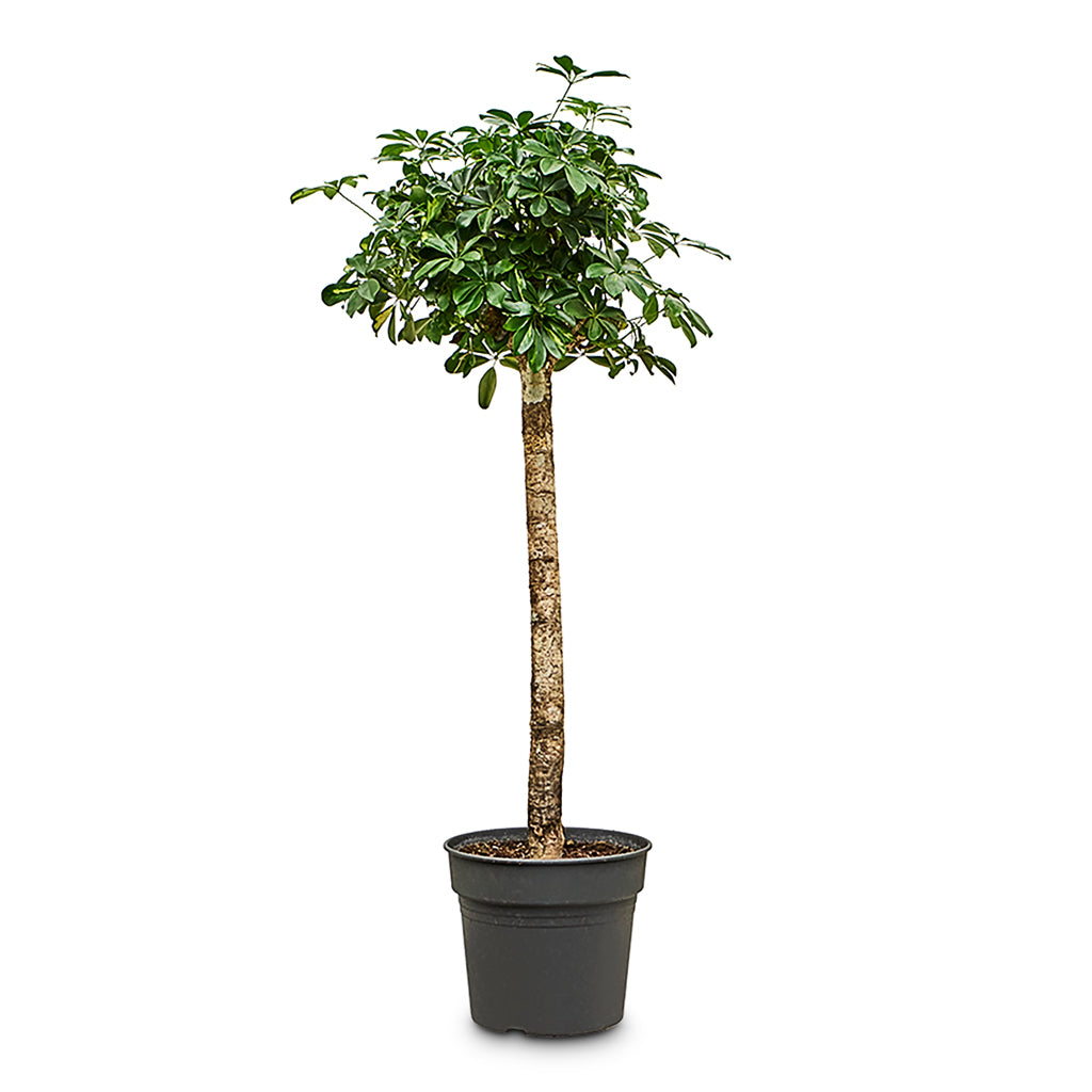 Schefflera Gold Capella - Dwarf Umbrella Tree - Stemmed | Hortology ...