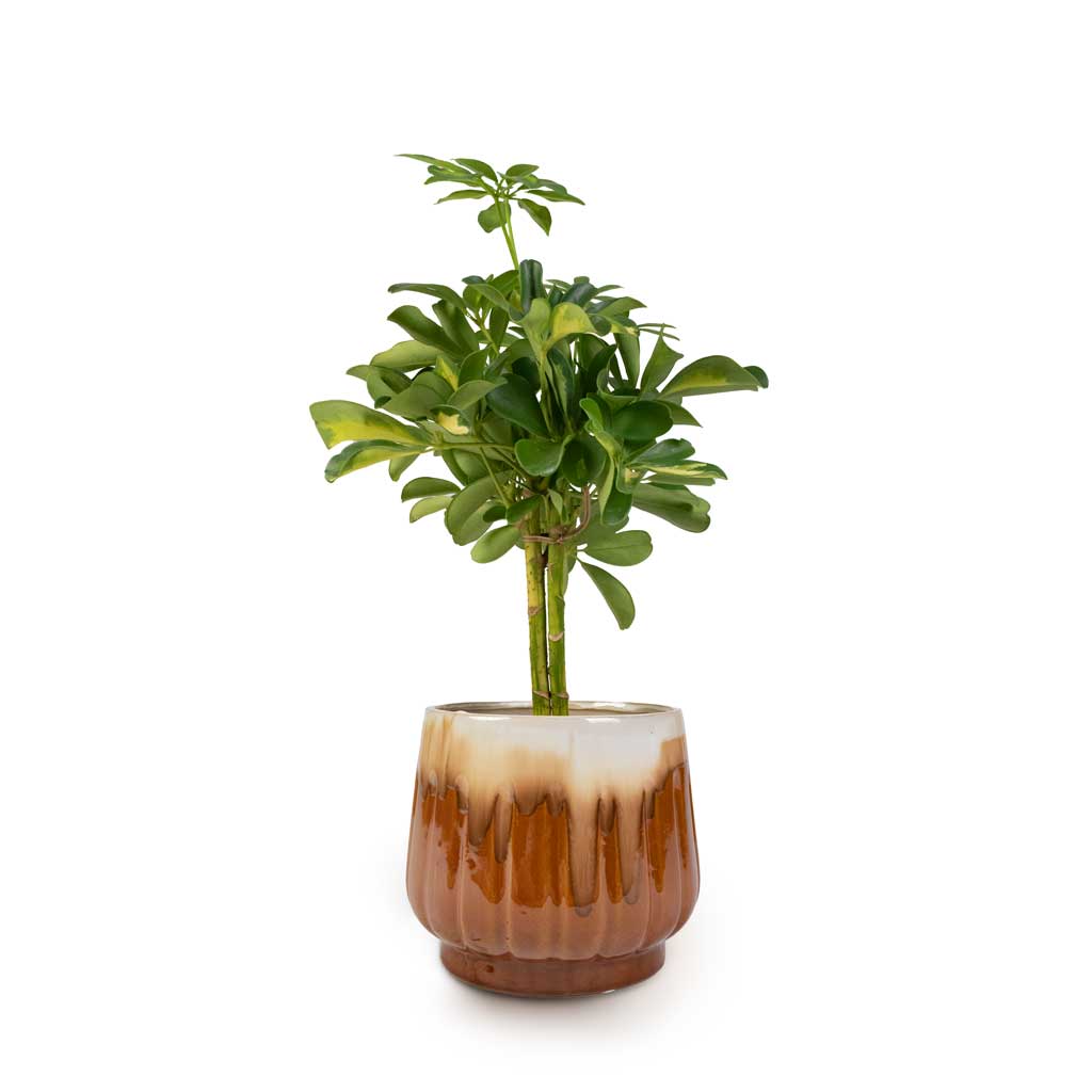 Schefflera Gold Capella - Dwarf Umbrella Tree - Stemmed | Hortology ...