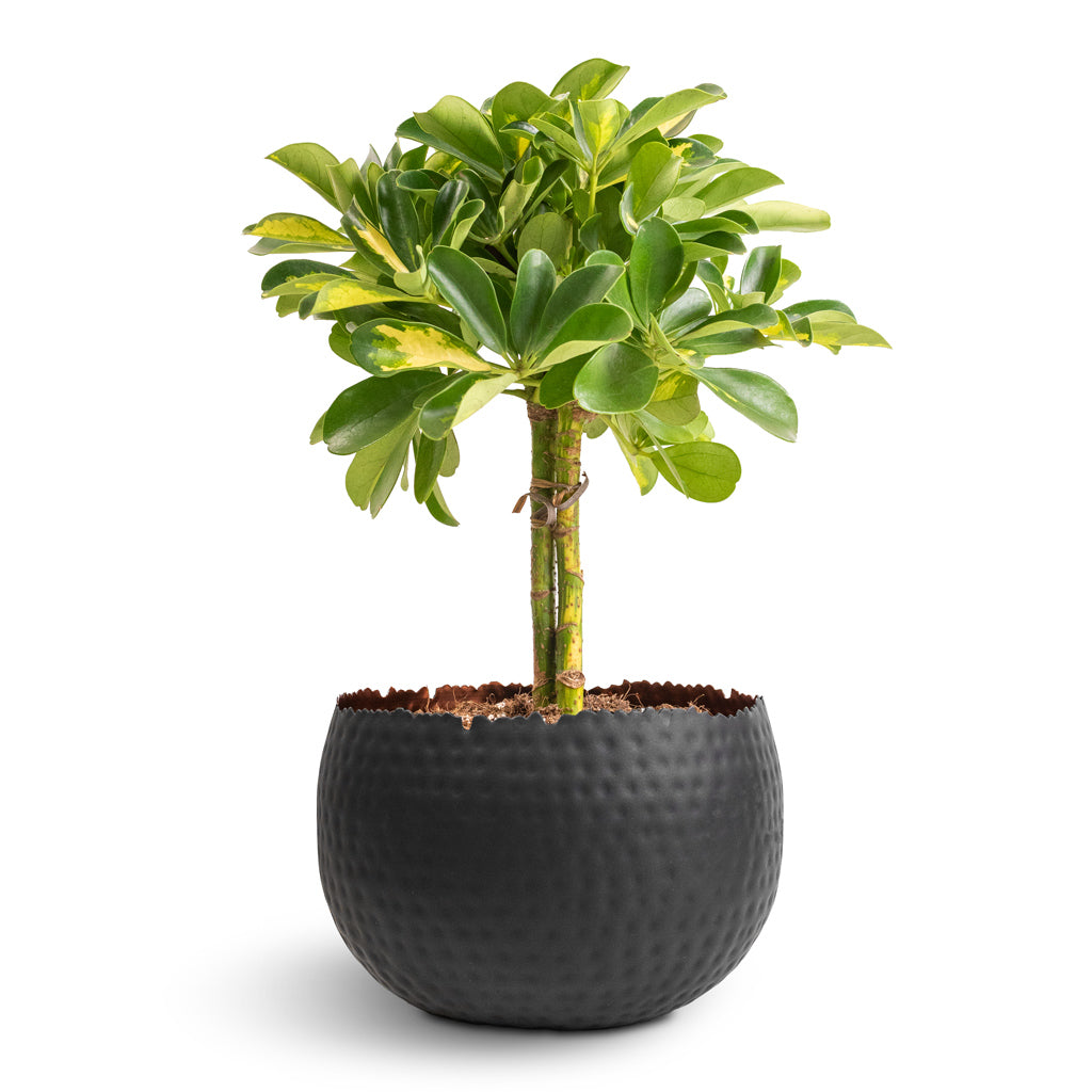 Schefflera Gold Capella - Dwarf Umbrella Tree - Stemmed | Hortology ...