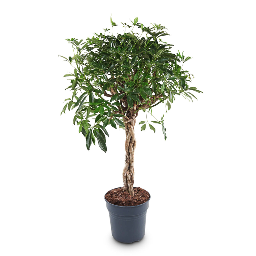 Schefflera arboricola Gold Capella - Dwarf Umbrella Tree - Twisted Stem ...