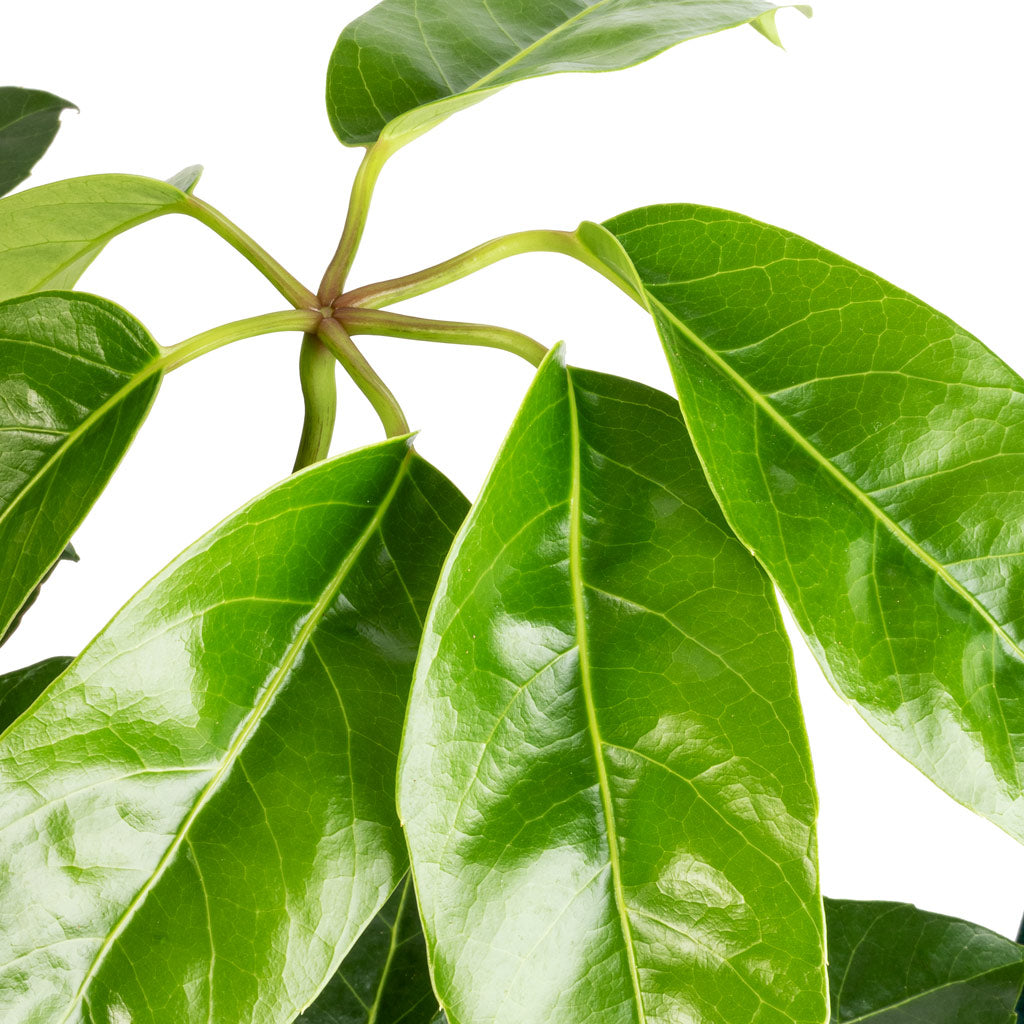 Schefflera arboricola - Dwarf Umbrella Tree - Indoor Trees | Hortology ...