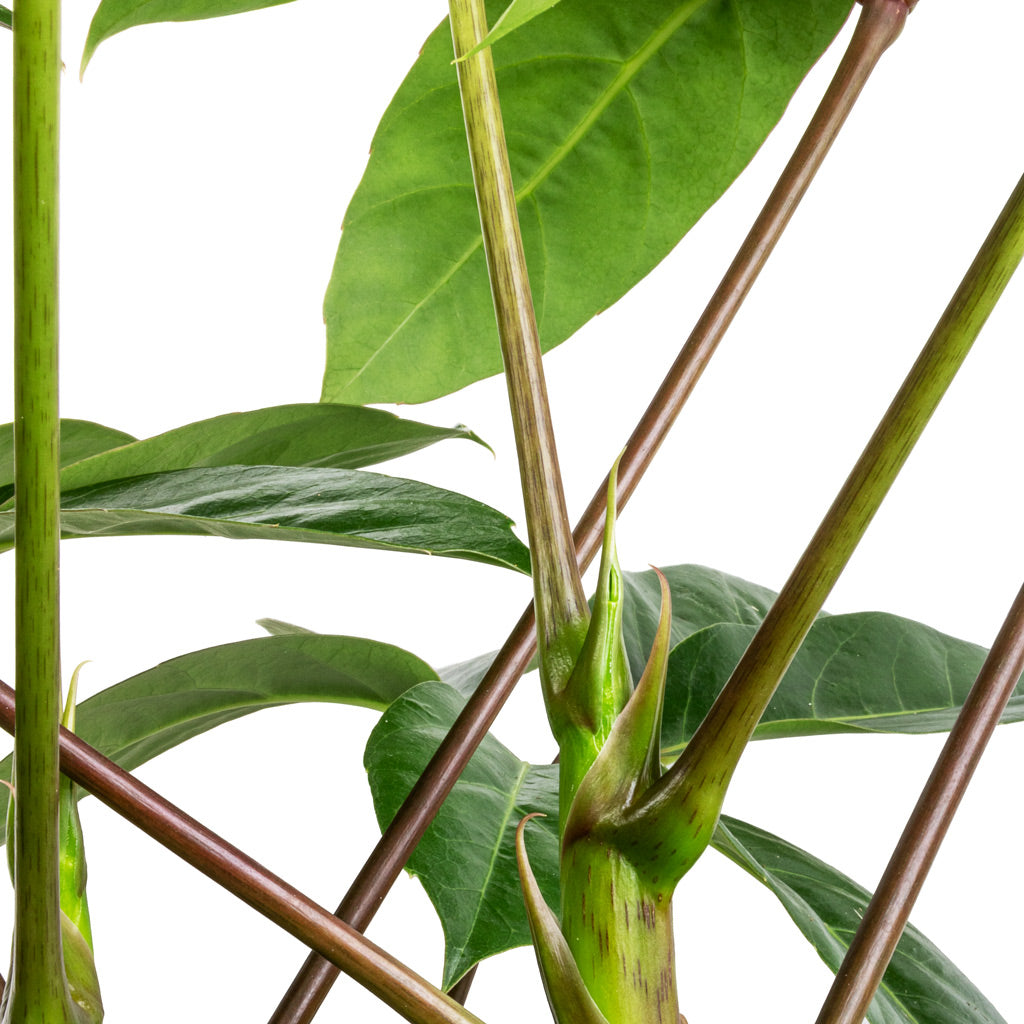 Schefflera arboricola - Dwarf Umbrella Tree - Indoor Trees | Hortology ...