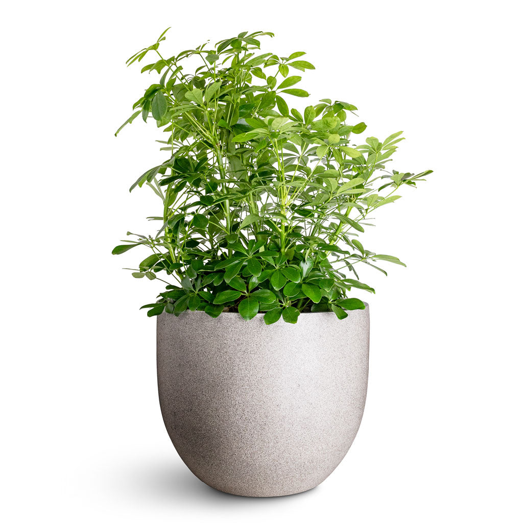 Grigio New Egg Pot Planter - Natural Concrete | Hortology - HORTOLOGY