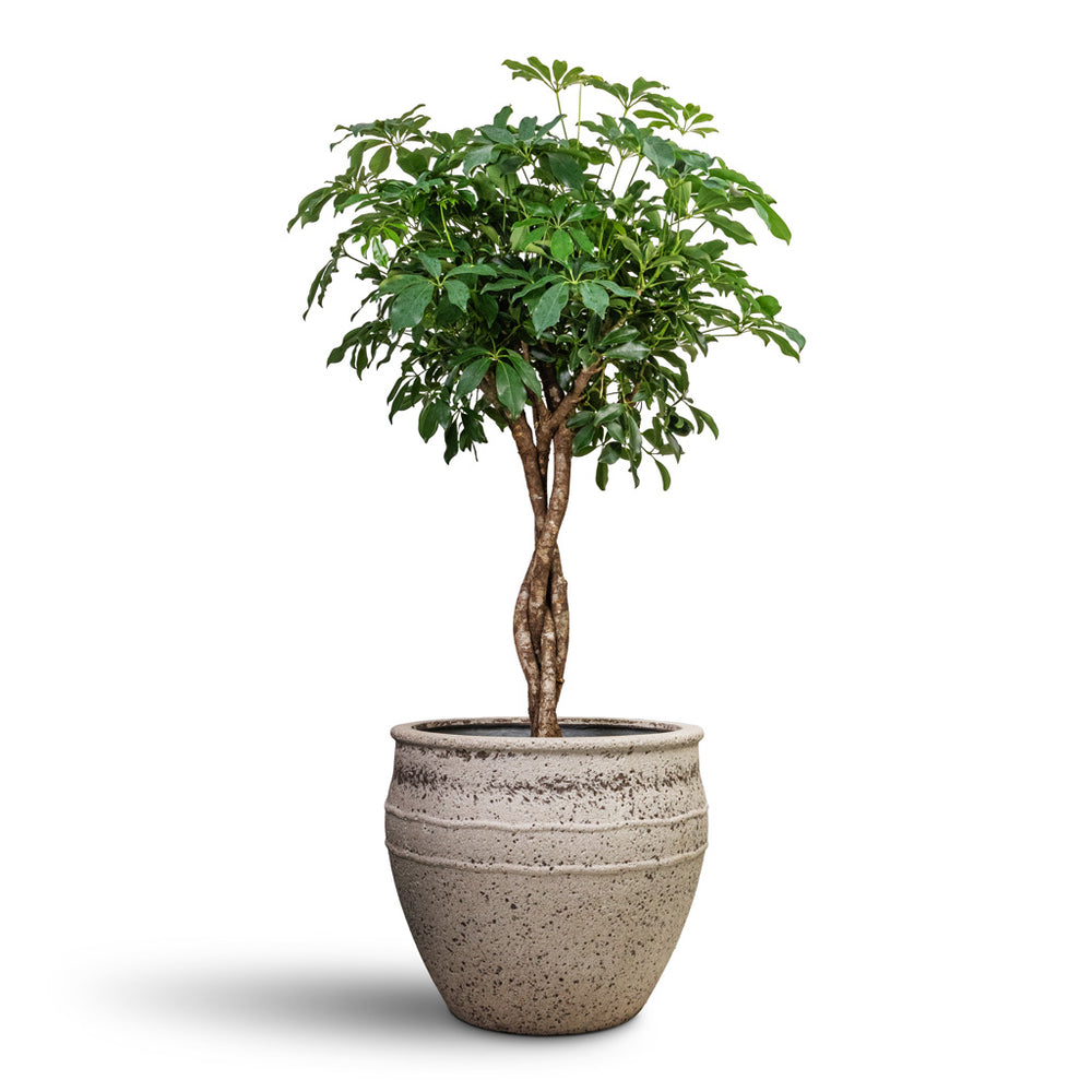 Athena Mediterranean Planter - Chalk White | Hortology - HORTOLOGY