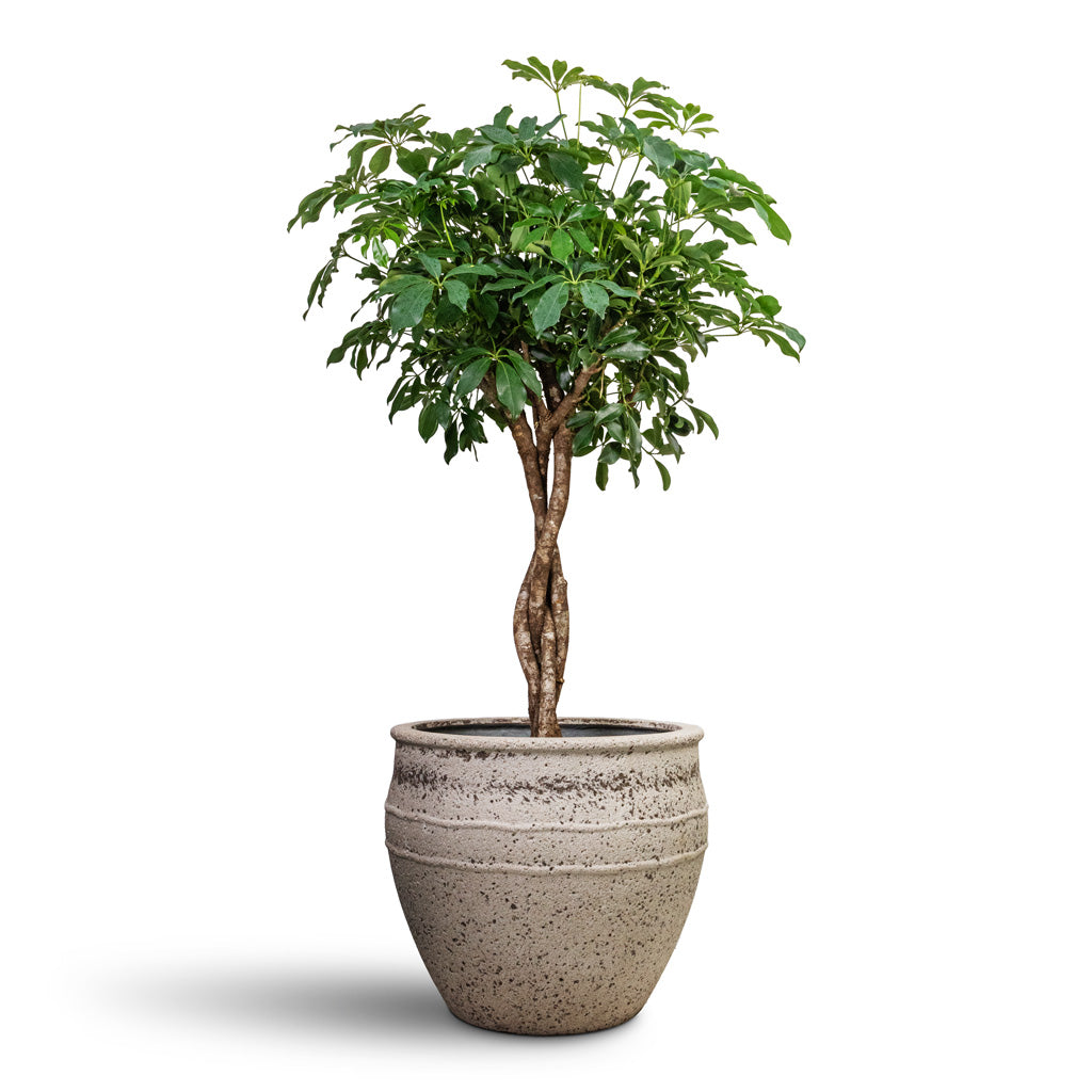 Athena Mediterranean Planter - Chalk White | Hortology - HORTOLOGY