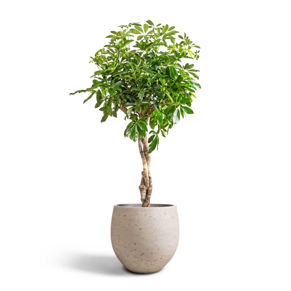 Mini Orb Plant Pot - Grey Washed - Quality Plant Pots | Hortology ...