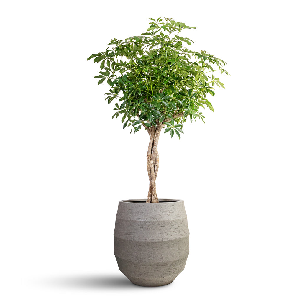 Schefflera arboricola Compacta - Dwarf Umbrella Tree | Hortology ...